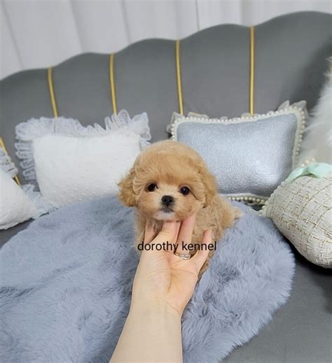 크림푸들 타이니푸들 분양 이쁜 갈색푸들 토이푸들가격 전문브리더 네이버 블로그