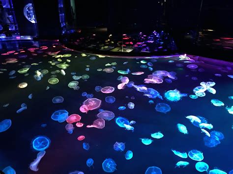 Aquariums In Tokyo Japan At Hunter Langham Blog