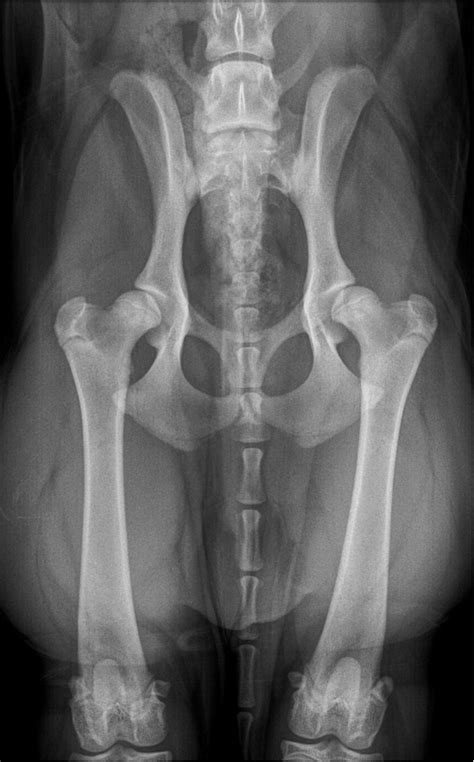 Diagram Of Radiology Lab Pelvic Limb I Quizlet
