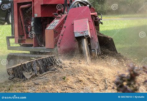 Tree Stump Removal Lumberjack Service Royalty Free Stock Image CartoonDealer Com