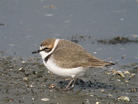 シロチドリ成鳥冬羽夏羽移行中 前期 03