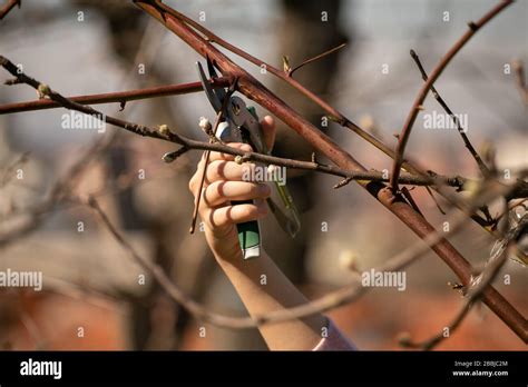 Woman Trimming Tree Branches Hi Res Stock Photography And Images Alamy