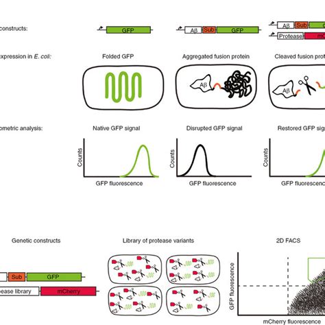 Schematic Overview Of The Intracellular Method For Flow Cytometric Download Scientific Diagram