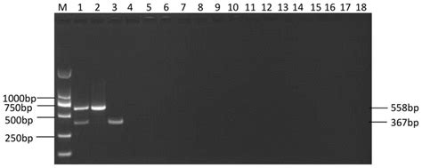 鸡细小病毒与h9亚型禽流感病毒二重pcr检测引物组、试剂盒及方法与流程