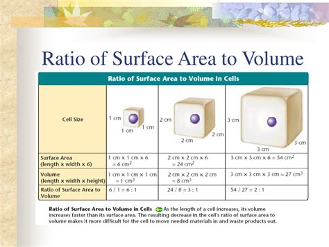 Ppt Cell Growth And Division Powerpoint Presentation Free Download Id9344330