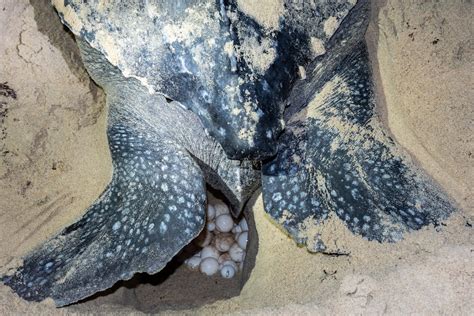 how temperature determines sex in sea turtles temperature dependent sex determination explained