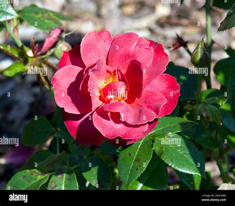 Rose Hot Chocolate Stock Photo - Alamy