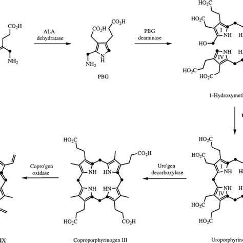 Schematic Representation Of The Heme Biosynthetic Pathway Hemes With