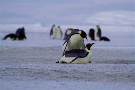 Emperor Penguin Breeding Cycle Australian Antarctic Division