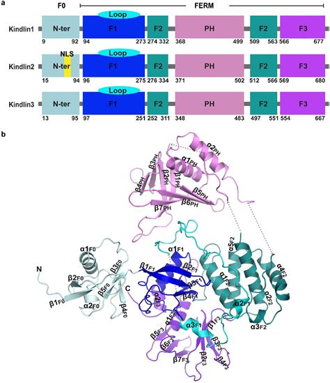 Figure 1 From Structural Basis Of Human Full Length Kindlin 3