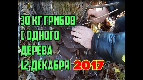 30 кг грибов с одного дерева / Грибы в декабре / Какие грибы растут ...