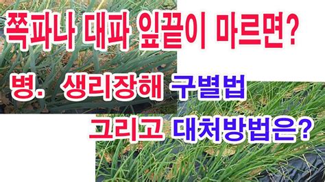 쪽파 재배 대파 재배 쪽파나 대파 잎끝이 마르면 쪽파 대파 병 생리장해 구별법 그리고 대처방법은노균병 검은점무늬병