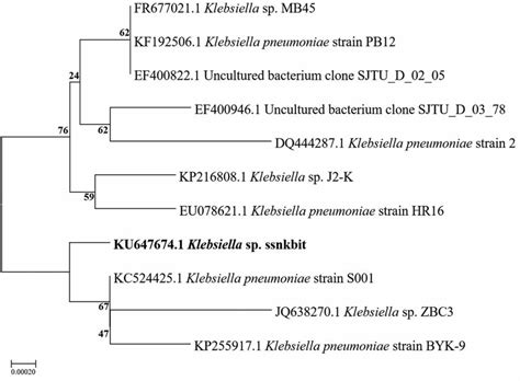 Maximum Composite Likelihood Based Neighbour Joining Nj Download Scientific Diagram