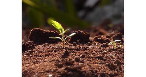 Днес отбелязваме Деня на Земята