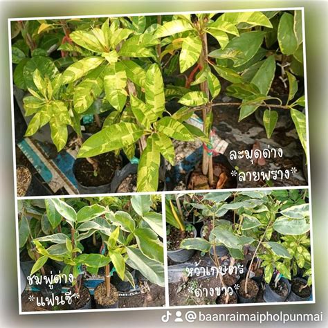 🌳 ไม้ผล 🍀ใบด่าง 🍃ใบสวย💓💕 บ้านไร่ไม้ผลพันธุ์ไม้