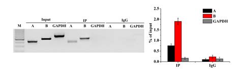RIP实验全攻略一解锁RNA与蛋白互作网络 伯信生物