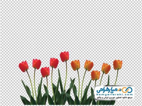 دانلود عکس Png گل لاله 04262521
