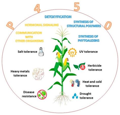 Role Of Cytochrome P450 Enzyme In Plant Microorganisms Communication