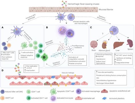 Frontiers Hemorrhagic Fever Viruses Pathogenesis 47 Off