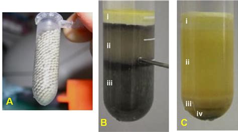 Xenopus Laevis As A Model System