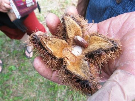 Heard Up North Bringing A Tree Back To Life NCPR News
