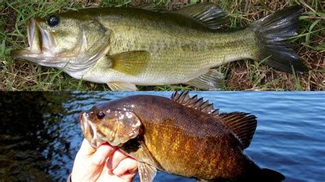 Smallmouth Bass Vs Largemouth Bass Whats The Difference