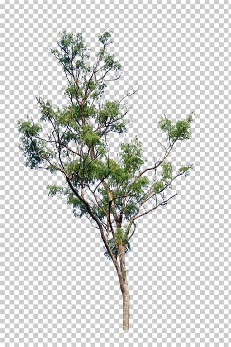 Tree Branch Sticker PNG Clipart Art Branch Computer Icons