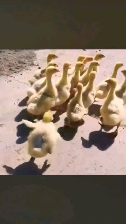 හැම පවුලකම ඉන්නවා වෙනස් ඩයල් එකක් Youtube