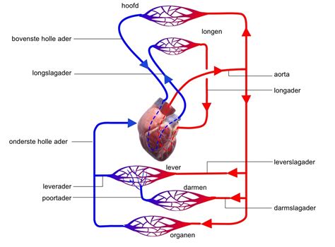 Bloedsomloop Diagram Quizlet