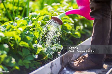 여름 더위에 농장에 야채 식물에 물을 뿌리는 것은 깡통으로 물을줍니다 원예 개념 침대 줄에서 자라는 농업 식물 경작지에 대한 스톡 사진 및 기타 이미지 Istock
