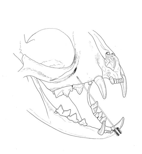 Questions Around The Infraorbital Nerve Block