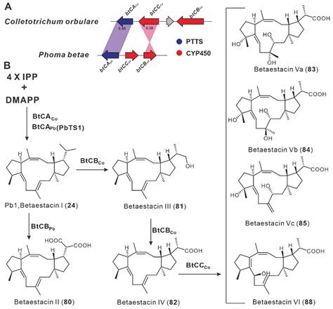 Research Progress On Fungal Sesterterpenoids Biosynthesis