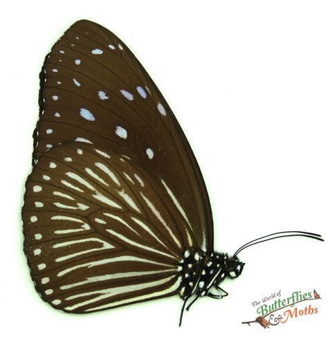 Euploea Mulciber Striped Crow North Sumatra Fm World Of Butterflies