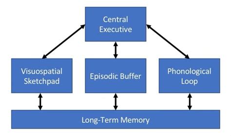 Working Memory Theories And Models Flashcards Quizlet