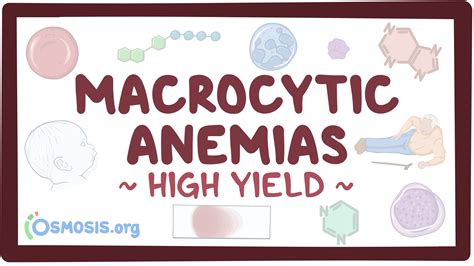 Macrocytic Anemia Pathology Review Video Causes Meaning Osmosis