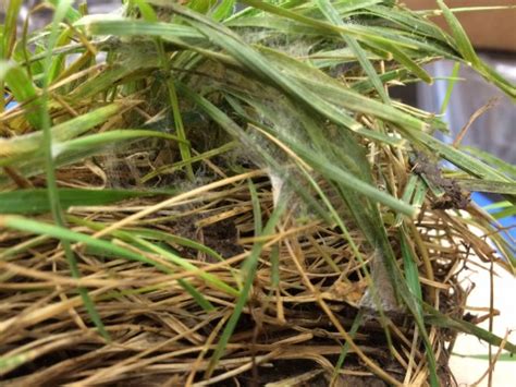 Pythium Foliar Blight K State Turf And Landscape Blog