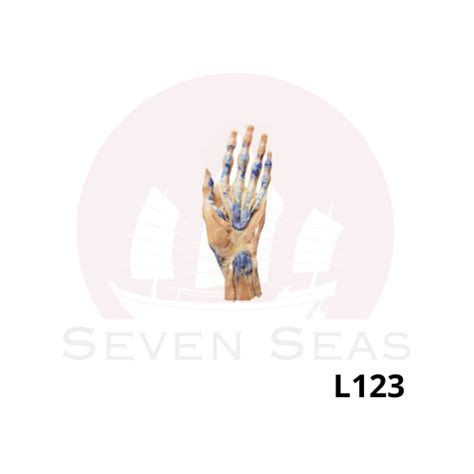 L123 Synovial Sheaths Of The Hand Seven Seas