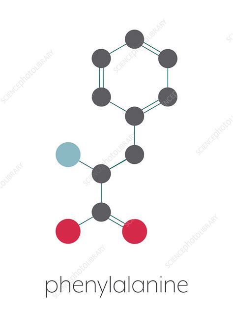 Phenylalanine Amino Acid Molecule Illustration Stock Image F027