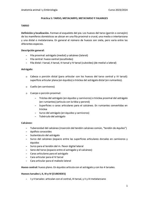 P5 Tarso Metacarpo Metatarso Y Falanges Pdf Anatomía Del