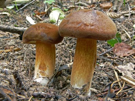 Польский Белый Гриб Фото — Картинки фотографии