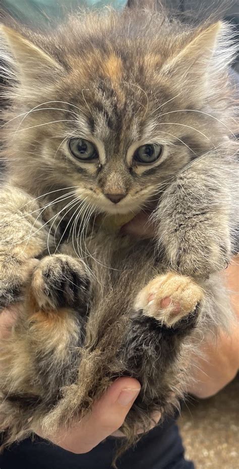 Meet Delilah Jones R Gratefuldead