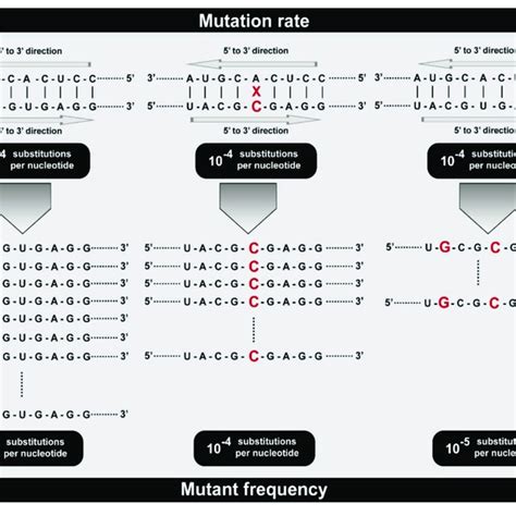Scheme That Illustrates The Difference Between Mutation Rate And Mutant