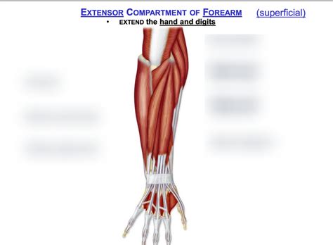 Posterior Forearm Superficial Diagram Quizlet