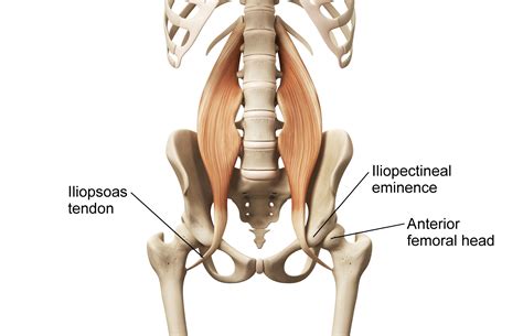 What S Causing Your Snapping Hip Syndrome Clinical Somatics