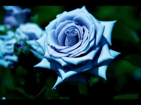 ცისფერი ვარდი არსებობს Семена цветов Голубые розы Розы