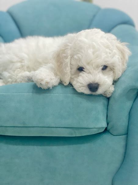 Продажа собак Продается счастье щенки породы Бишон Фризе Белые и пушистые создания