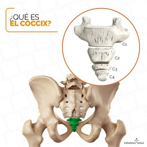 Anatomia Humana Huesos Sacro Y Coxis Anatomia Humana Huesos