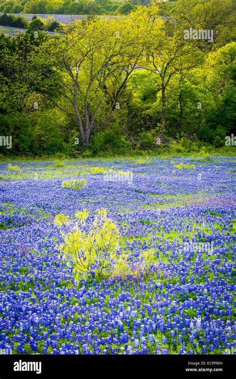 Bluebonnets In Ennis Texas Lupinus Texensis The Texas Bluebonnet Is