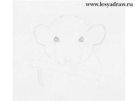 Как поэтапно нарисовать крысу карандашом поэтапно