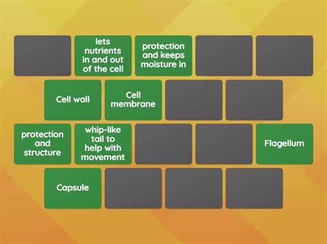 Bacteria Cell Structures Matching Pairs